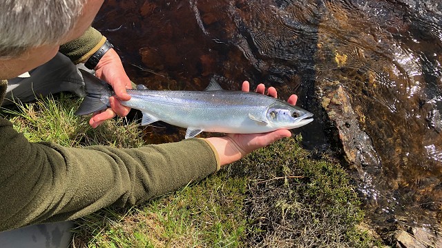 Fishery Reports, Salmon Fishing News from the Naver in Scotland, Syre ...